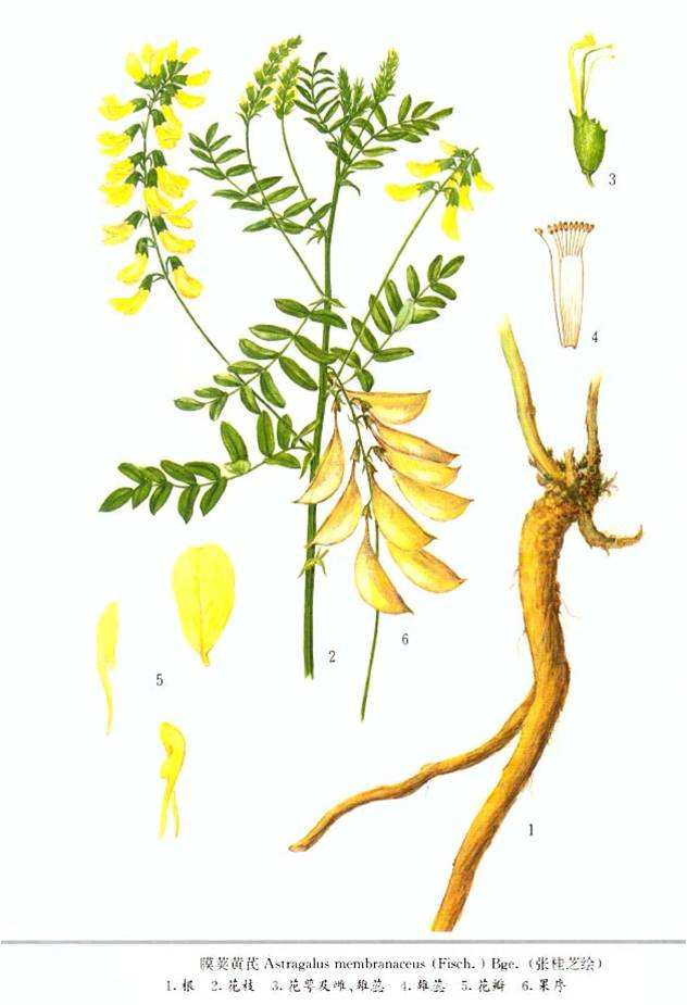 ASTRAGALE - Astragalus membranaceus - racine coupée bio EN POUDRE – L ...